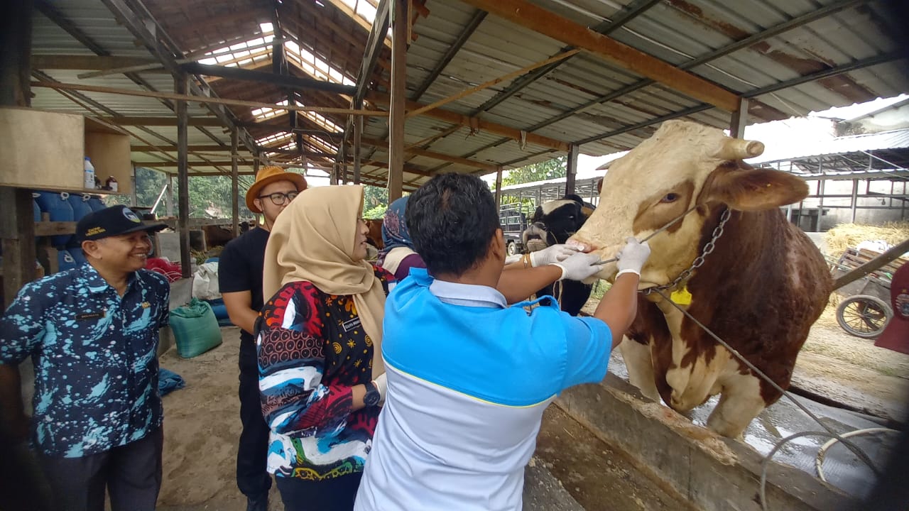 Dinas KPTan Pastikan Hewan Kurban Sehat dan Aman Dikonsumsi - SMPANTURA - Berita Terkini dan ...